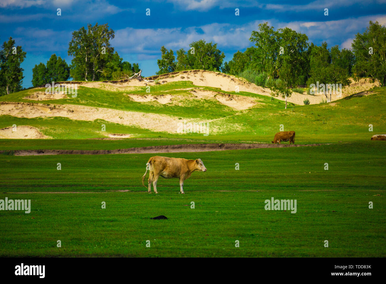 No one with mammals landscapes farm farms agriculture hi-res stock photography and images - Alamy