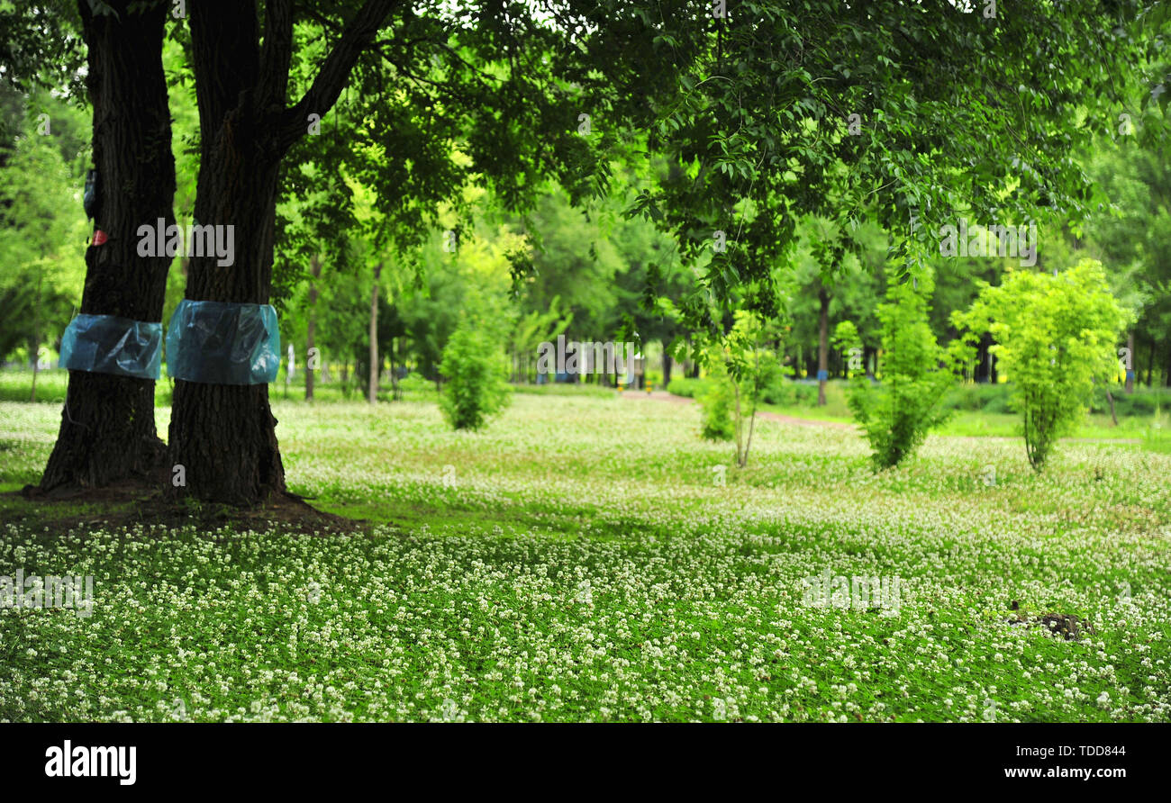 Spring forest flowers and plants picture Stock Photo - Alamy