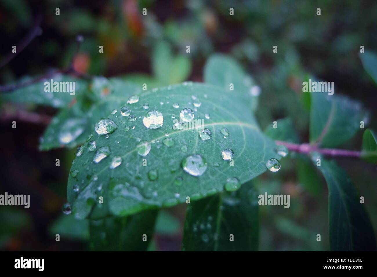 Plants after the rain Stock Photo - Alamy