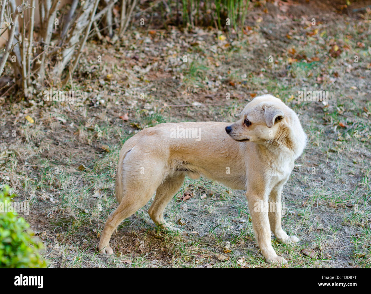 A dog, turning back Stock Photo - Alamy