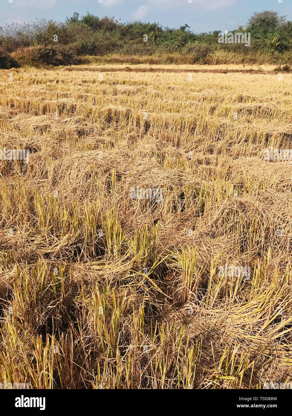 Rice fields after the autumn harvest Stock Photo - Alamy