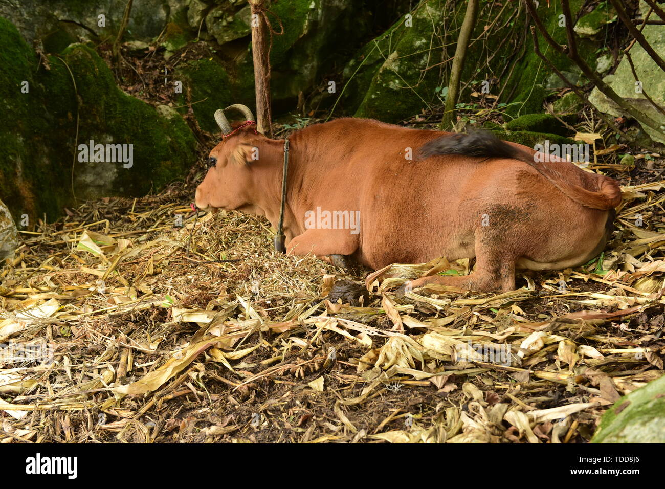 Scalper hi-res stock photography and images - Alamy