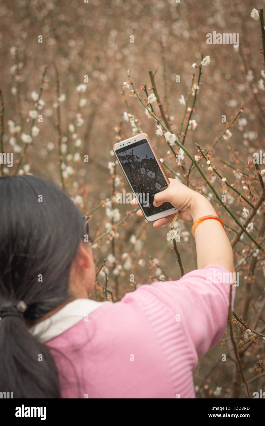 A woman who is slapping a plum blossom with her cell phone Stock Photo ...