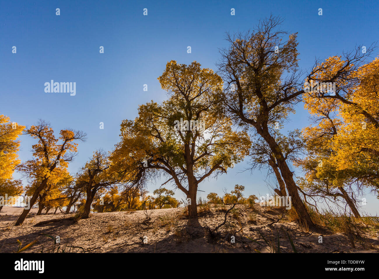 Scenery of Hu Yang blue sky in Alashan Desert, Inner Mongolia, China ...