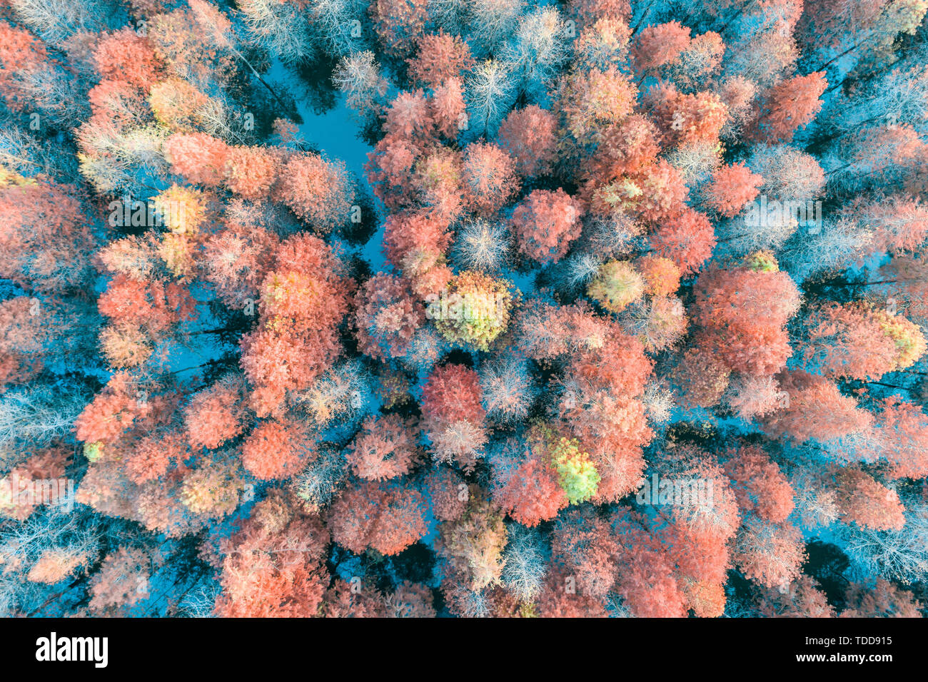 Sequoia china hi-res stock photography and images - Alamy