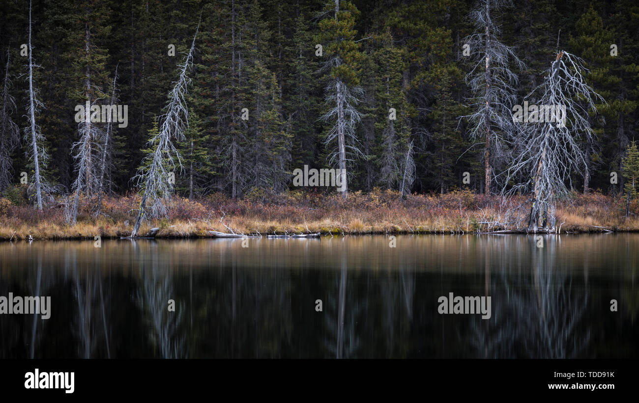 Small Lake with Dead Trees, Spray Valley Provincial Park, Alberta ...