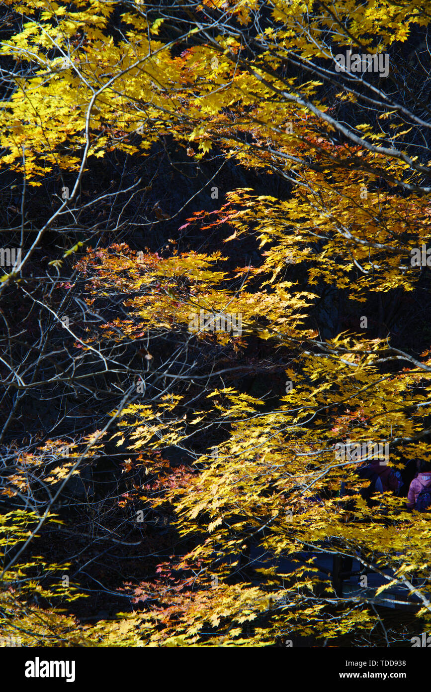 Old Binggou Liaoning Benxi autumn red leaf maple leaf Stock Photo - Alamy