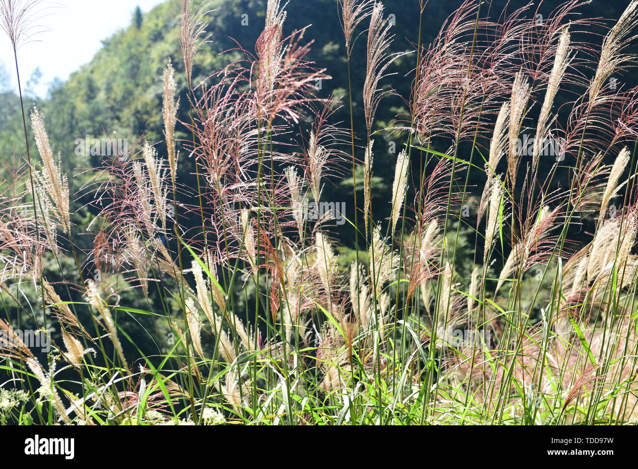 Reed hd hi-res stock photography and images - Alamy