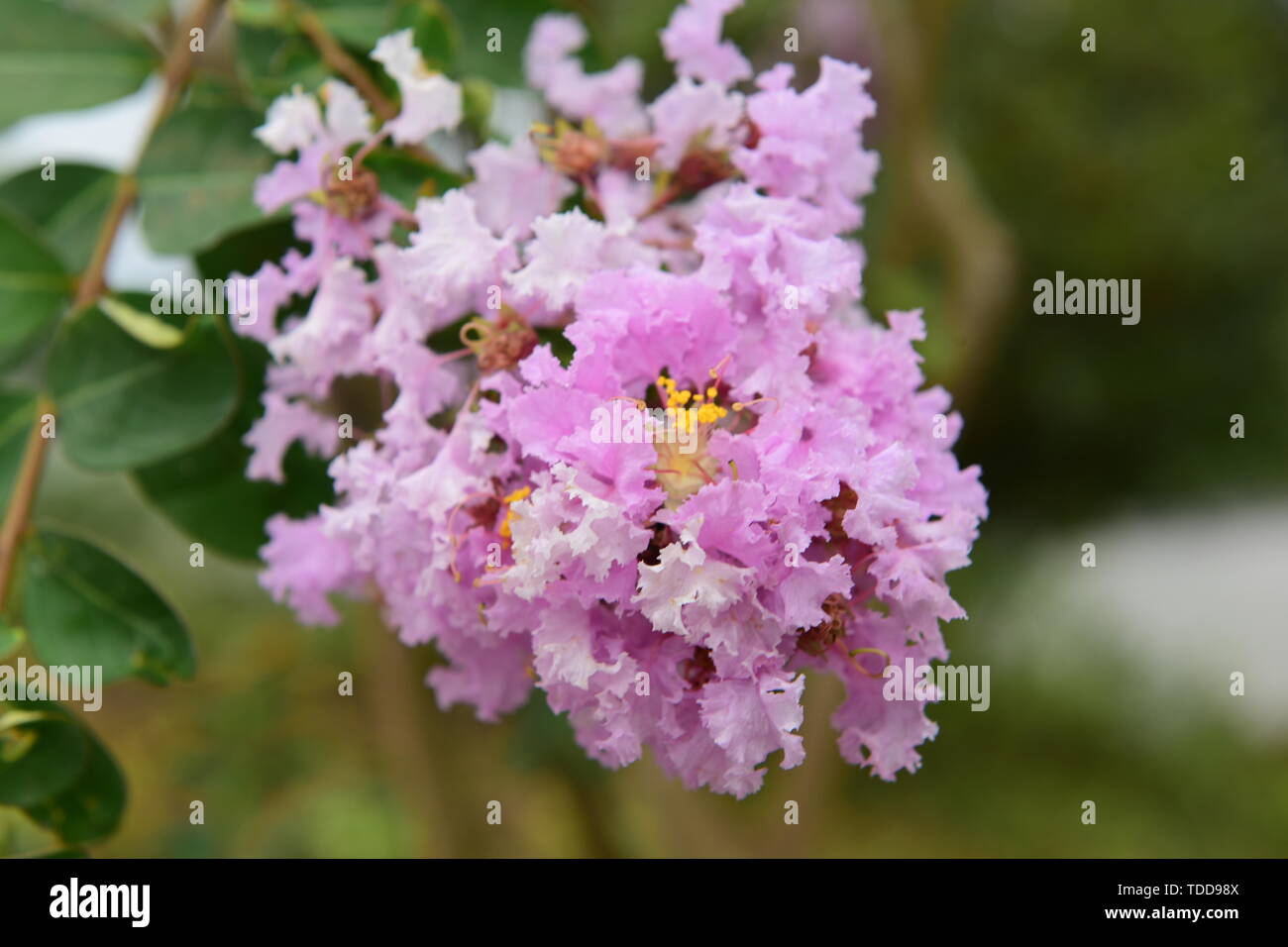 Crape myrtle bark hi-res stock photography and images - Alamy