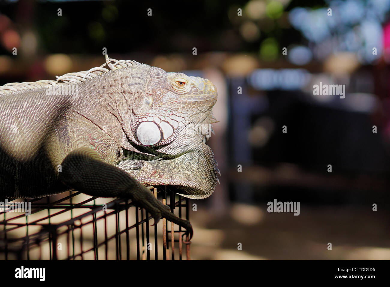 Bali reptiles hi-res stock photography and images - Alamy