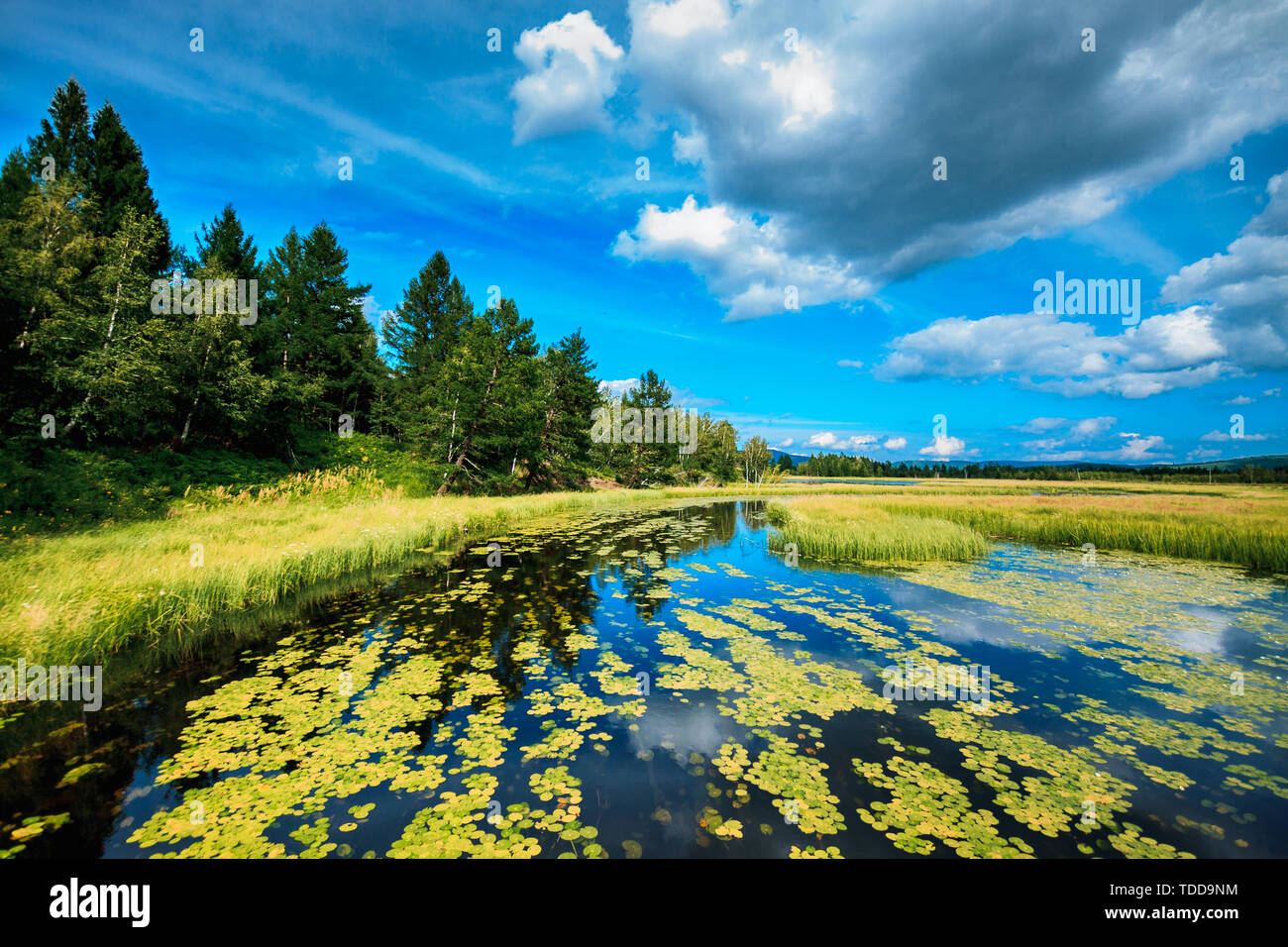 The flowers and grass of Alshan Stock Photo - Alamy