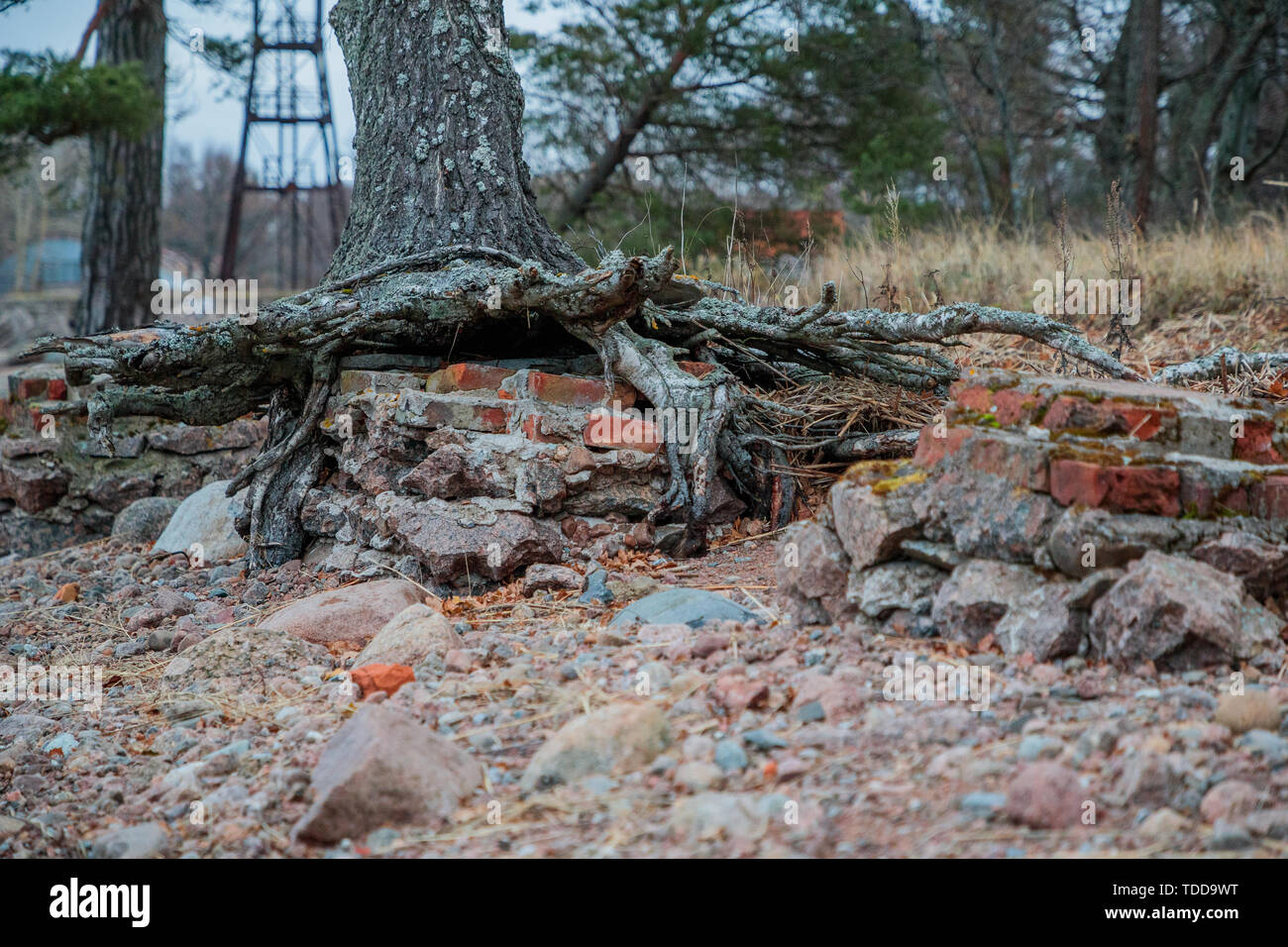 roots of an old tree over a brick foundation Stock Photo - Alamy