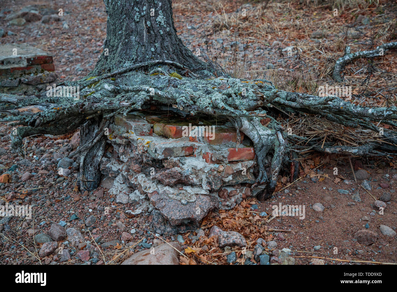 roots of an old tree over a brick foundation Stock Photo - Alamy
