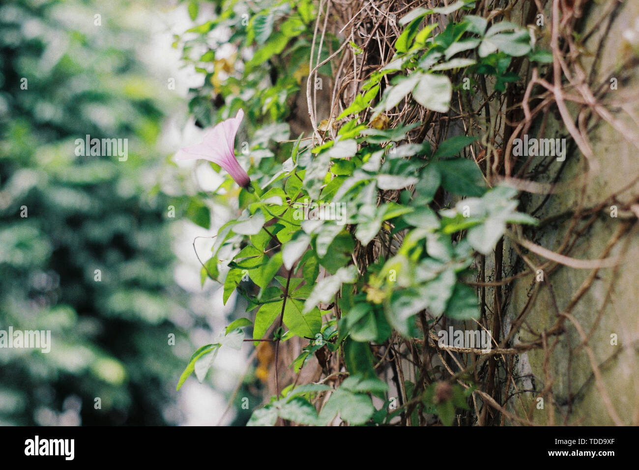 Life is a scroll Stock Photo - Alamy