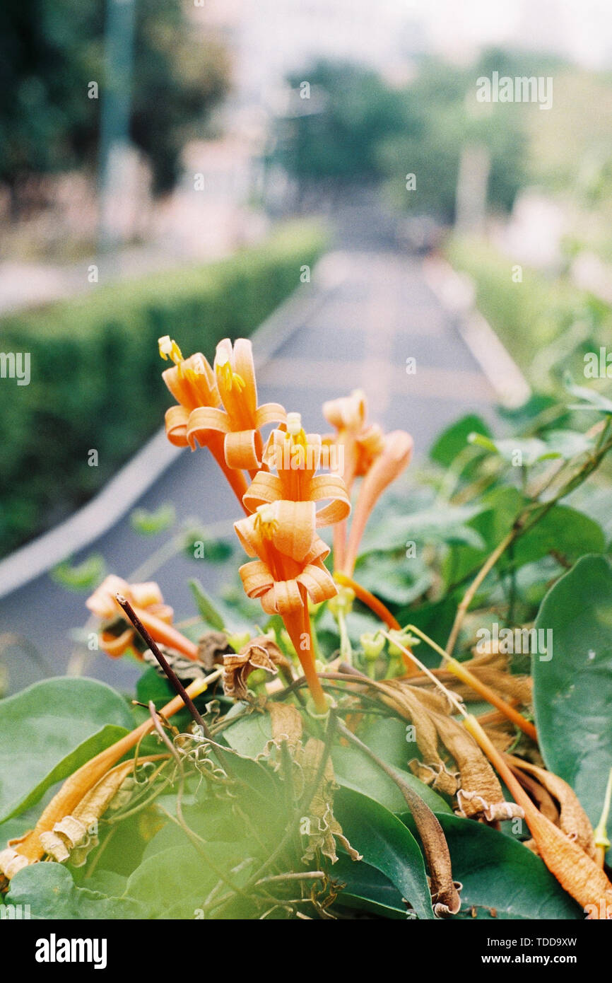 Life is a scroll Stock Photo - Alamy