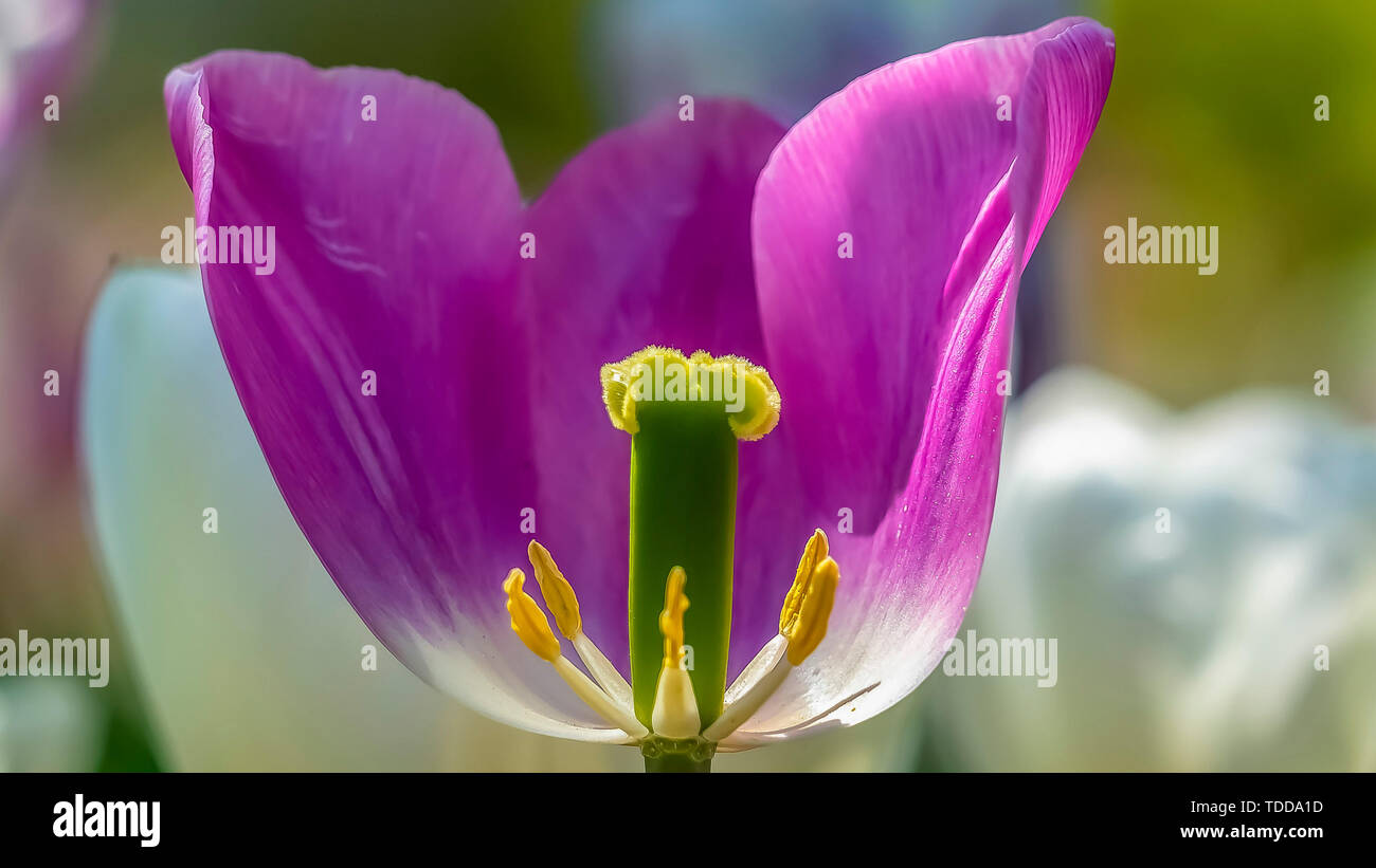 Panorama frame Close up of a purple tulip with view of its reproductive ...