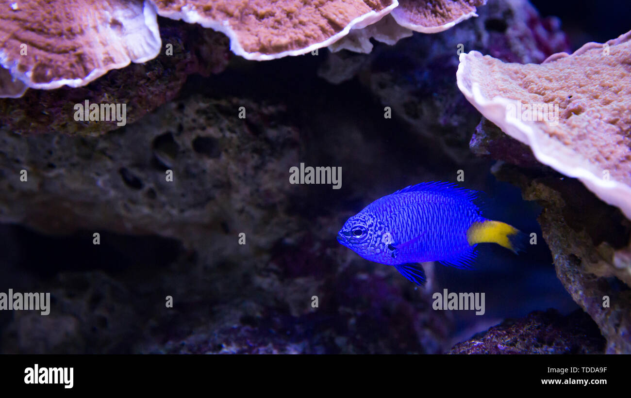 Seawater animal hi-res stock photography and images - Alamy