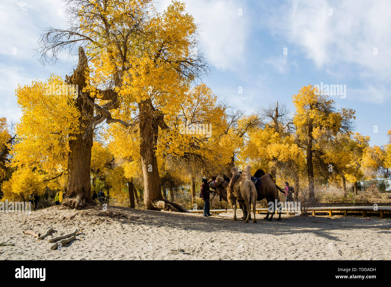 Golden Autumn Desert Hu Yang Stock Photo - Alamy