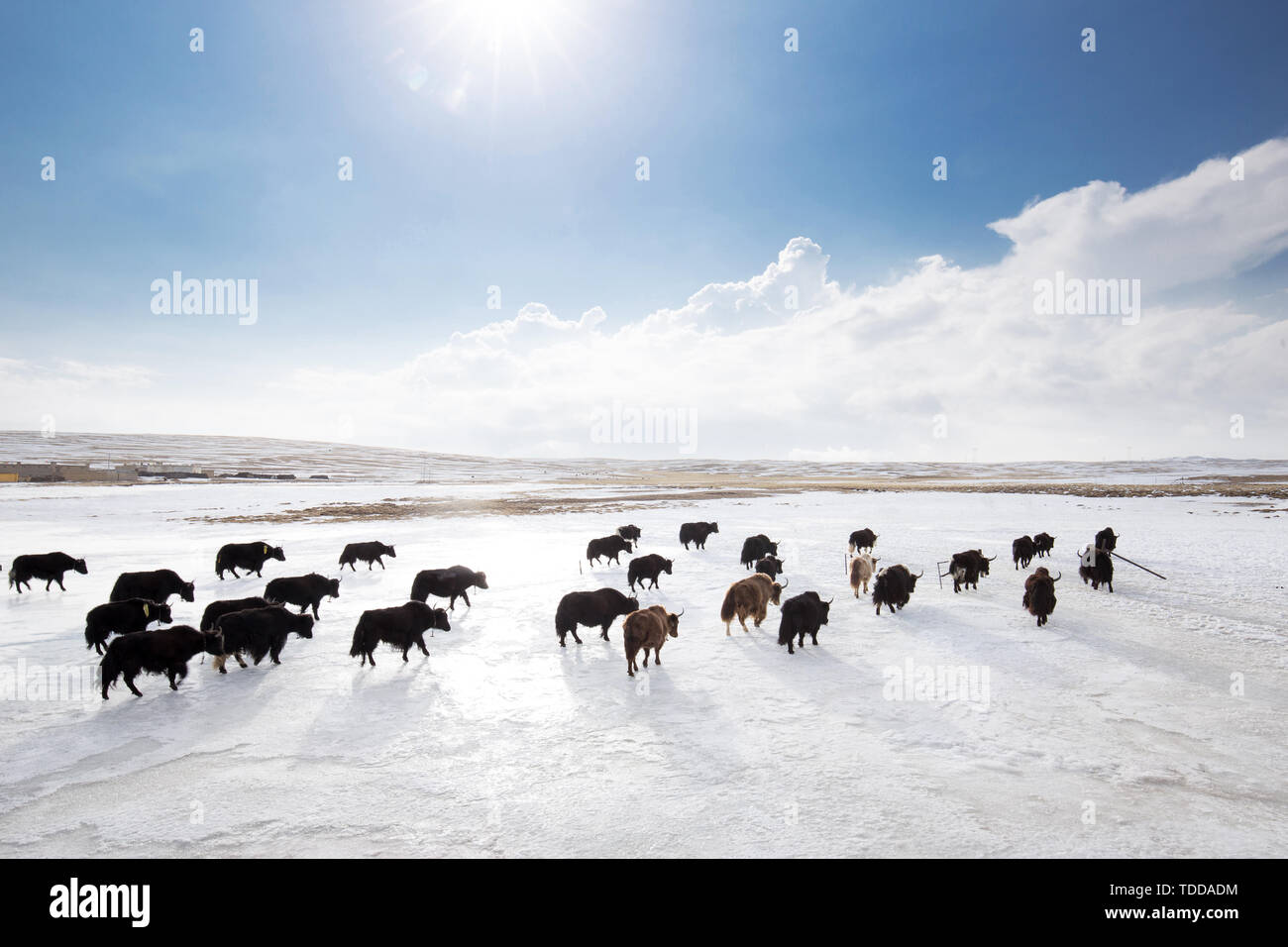 Pasture with white snow Stock Photo - Alamy