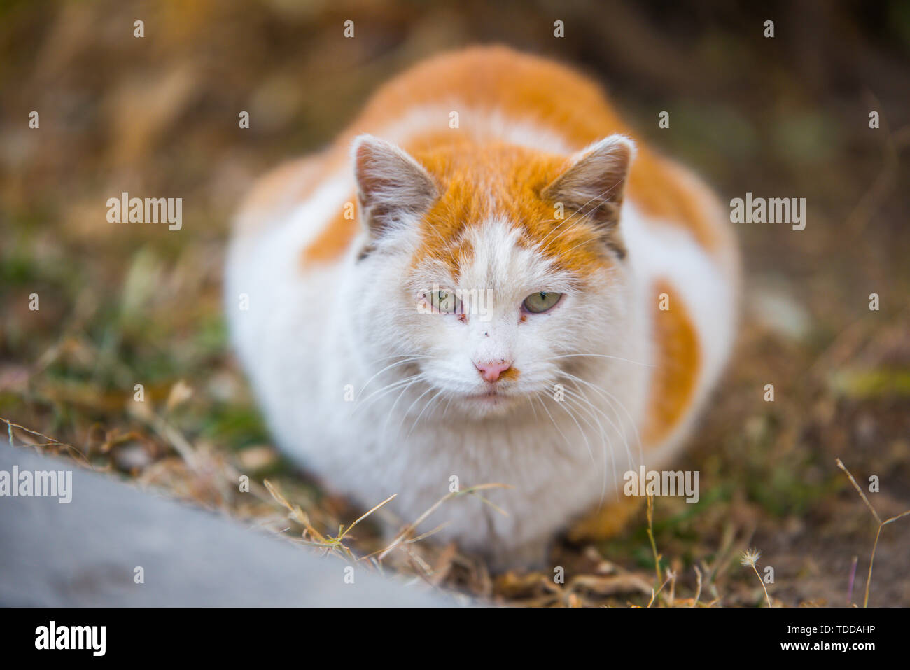 Cats, cats, sprouts, cats Stock Photo - Alamy