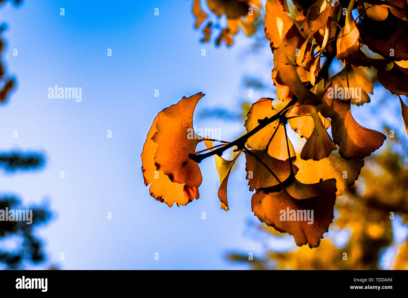 Autumn Color in Suzhou Garden Stock Photo - Alamy