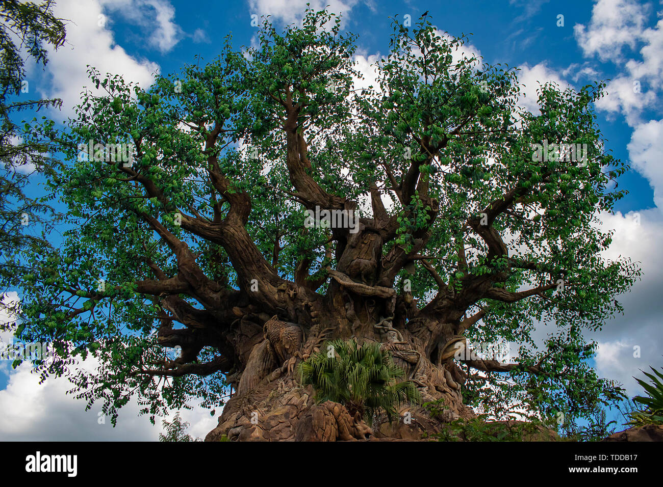 Orlando , Florida. May 03, 2019. Top view of Tree of Life in Animal ...