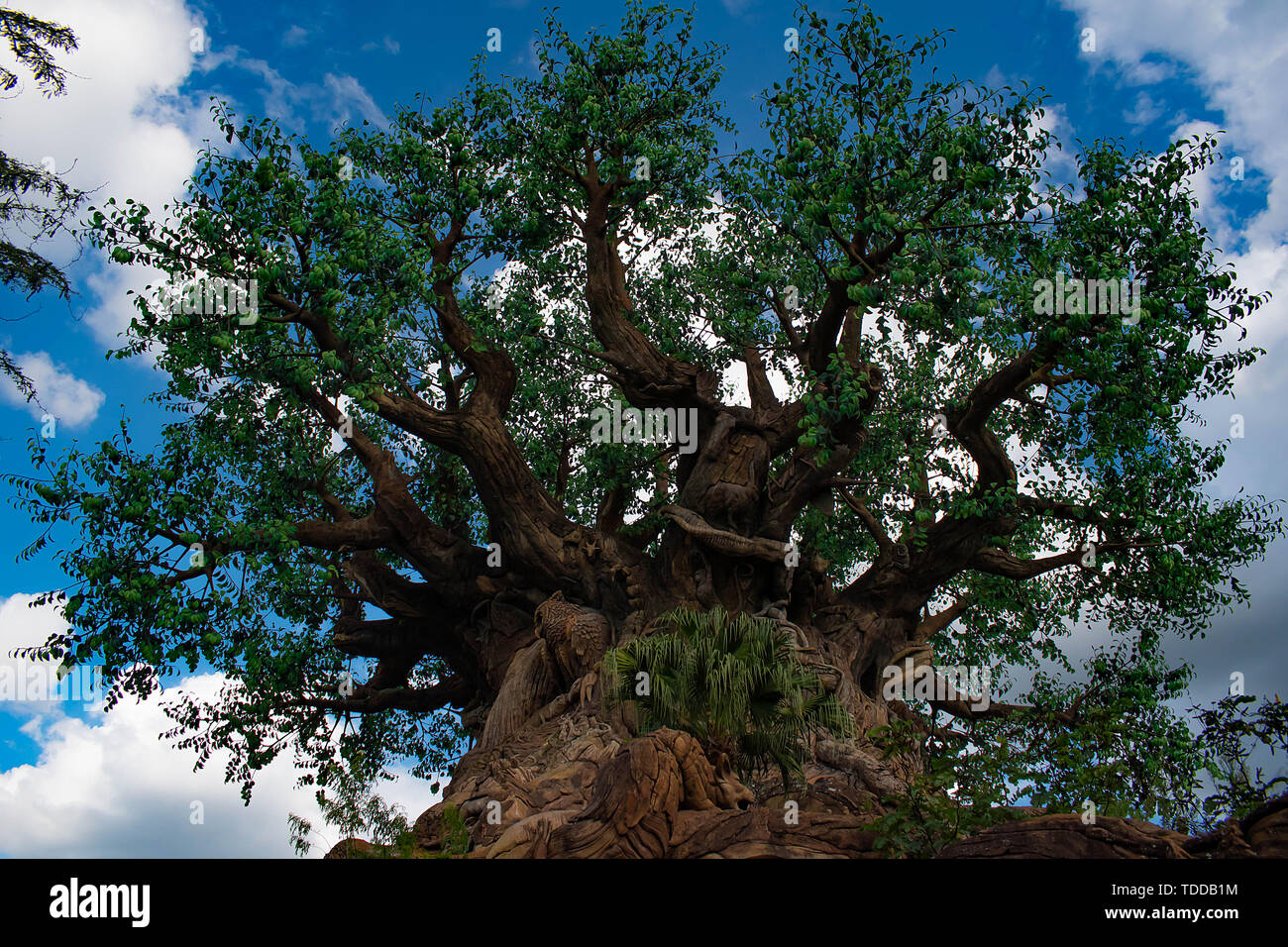 Orlando , Florida. May 03, 2019. Top view of Tree of Life in Animal ...