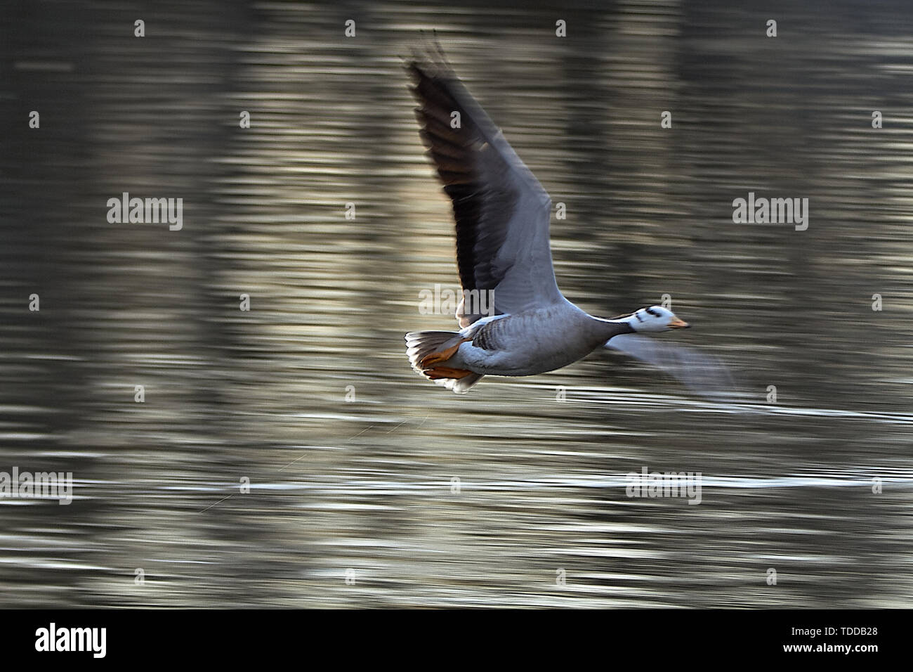 Slow door snaps flying birds Stock Photo - Alamy