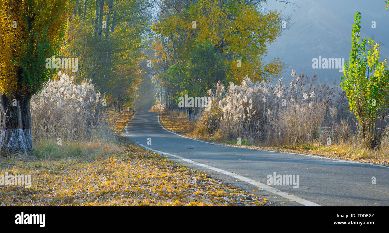 All of the images are from Narathi grassland, Turgen apricot flower ...