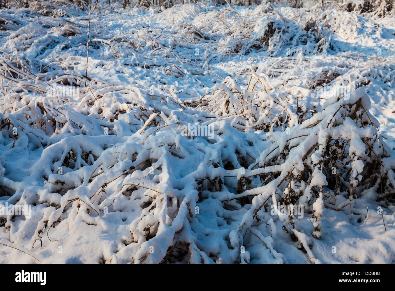 Northern winter frost frozen tree hanging landscape Stock Photo - Alamy