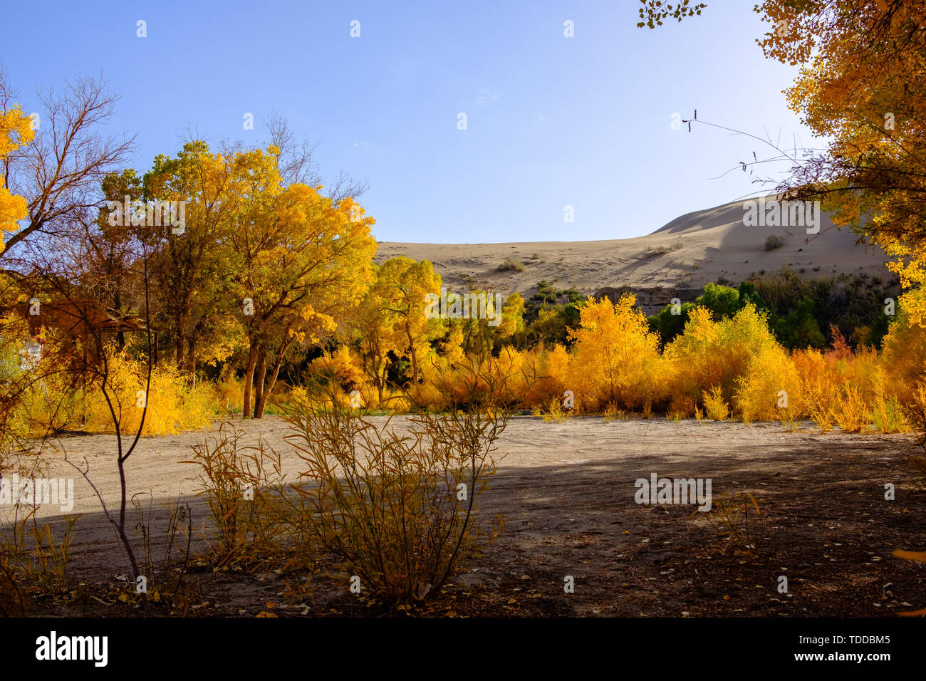 Autumn scenery of Huyang Gorge in Dobagou Huyang Gorge in Akse Kazakh ...