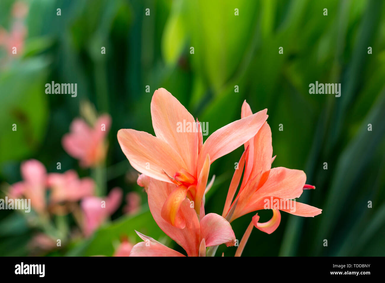 Red flowers, green leaves Stock Photo - Alamy