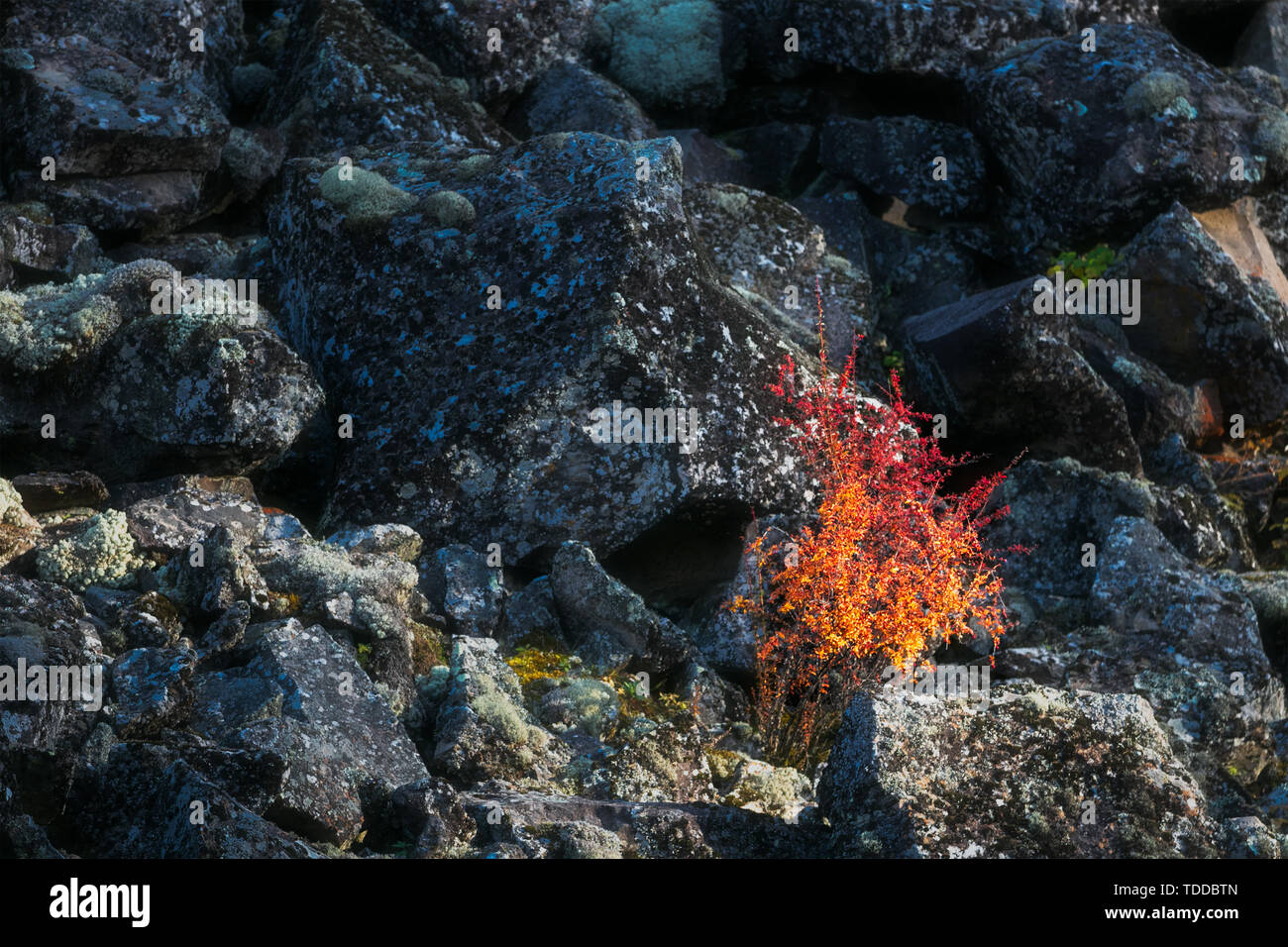 Fall 2018 view of Mount Alshan Stock Photo - Alamy