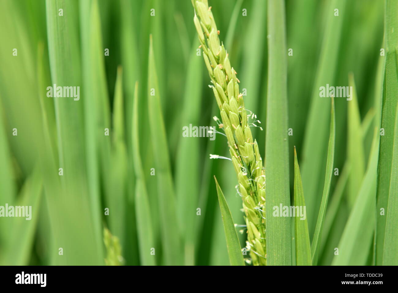 Rice spike paddy field, rice Stock Photo - Alamy