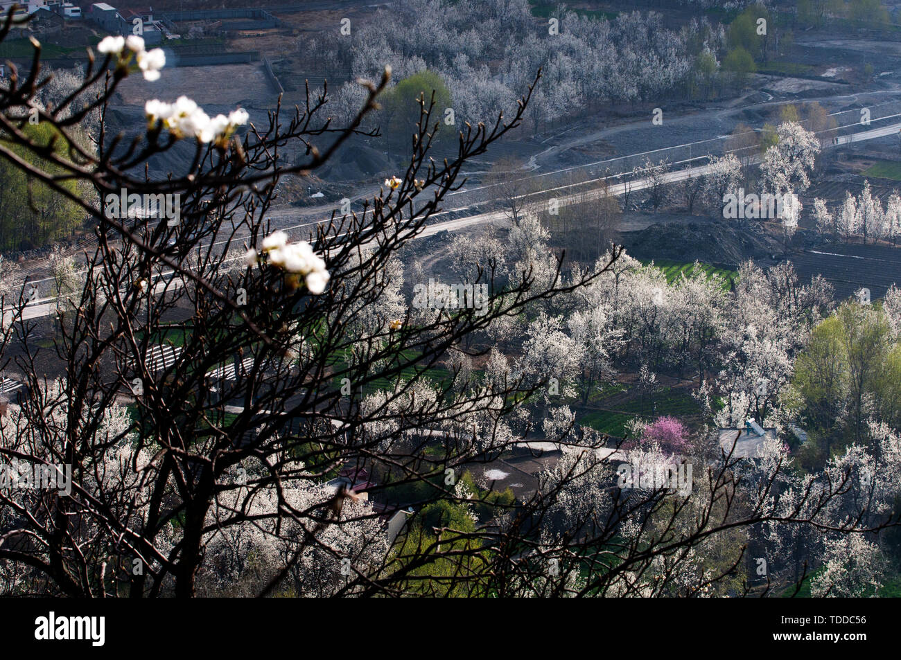 Scene of pear flowers blooming in Shenxian Fort, Jinchuan County ...