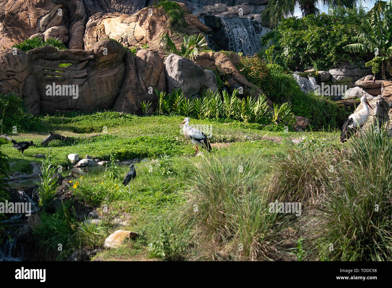 Orlando, Florida. April 29, 2019. Birds at the foot of Tree of Life at ...