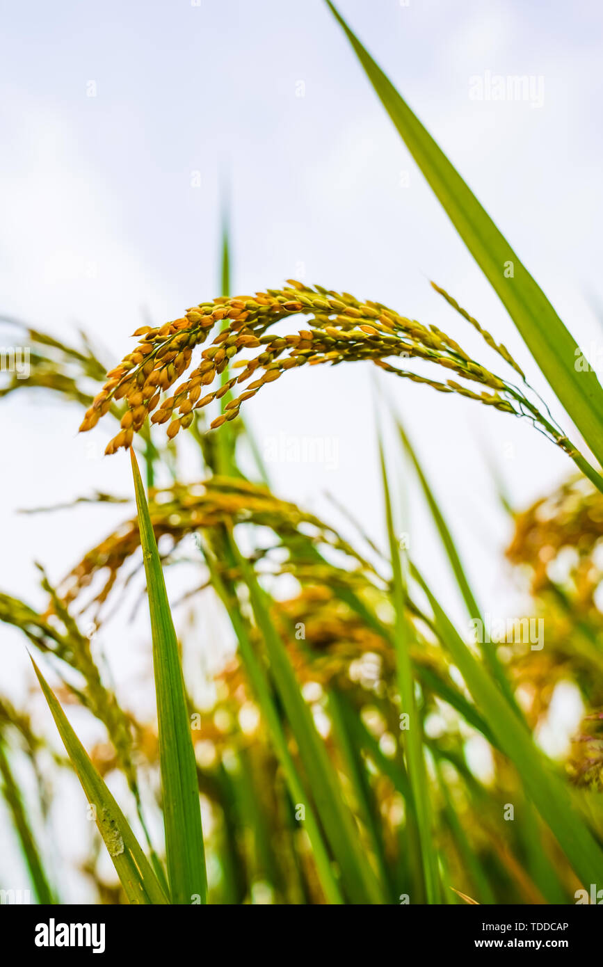 Dry rice, rice, grain harvest Stock Photo - Alamy