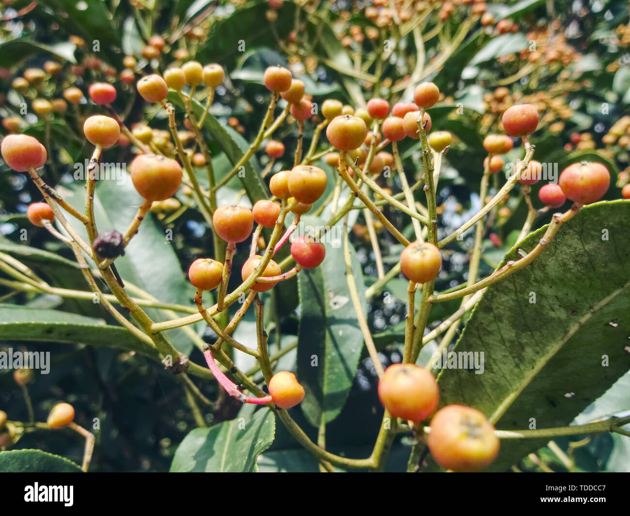 Fruit of heather Stock Photo - Alamy