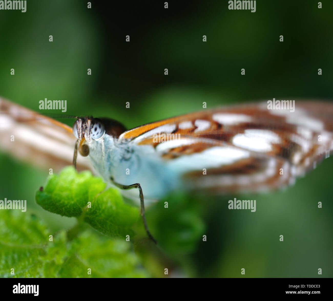 Butterfly crest hi-res stock photography and images - Alamy