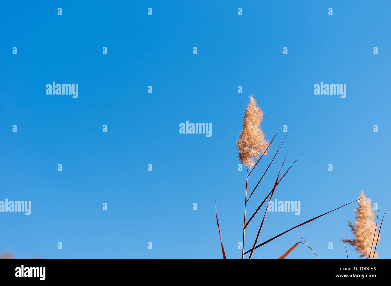 Reed flowers floating in the wind hi-res stock photography and images ...