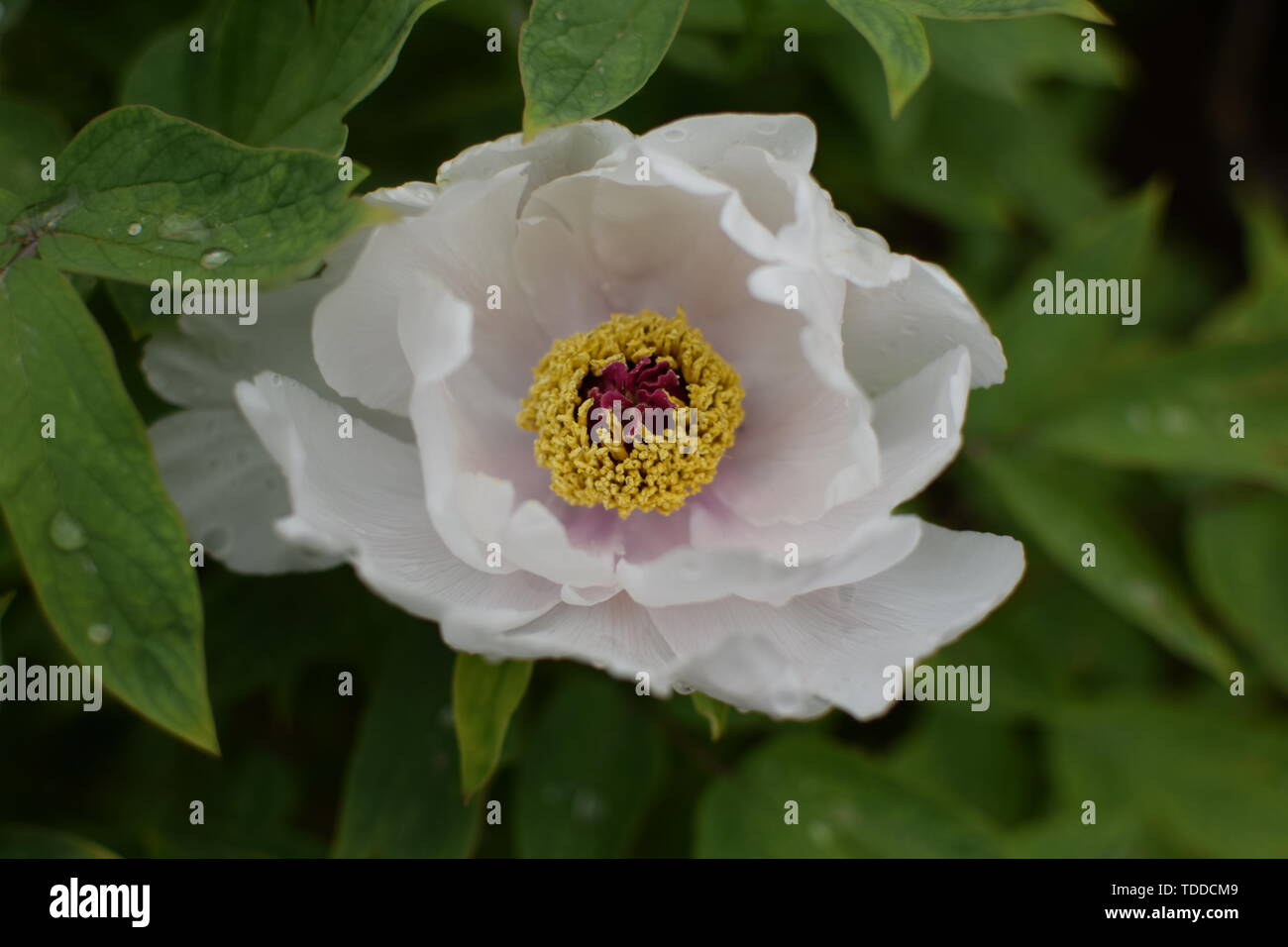 loyang peony flower Stock Photo - Alamy