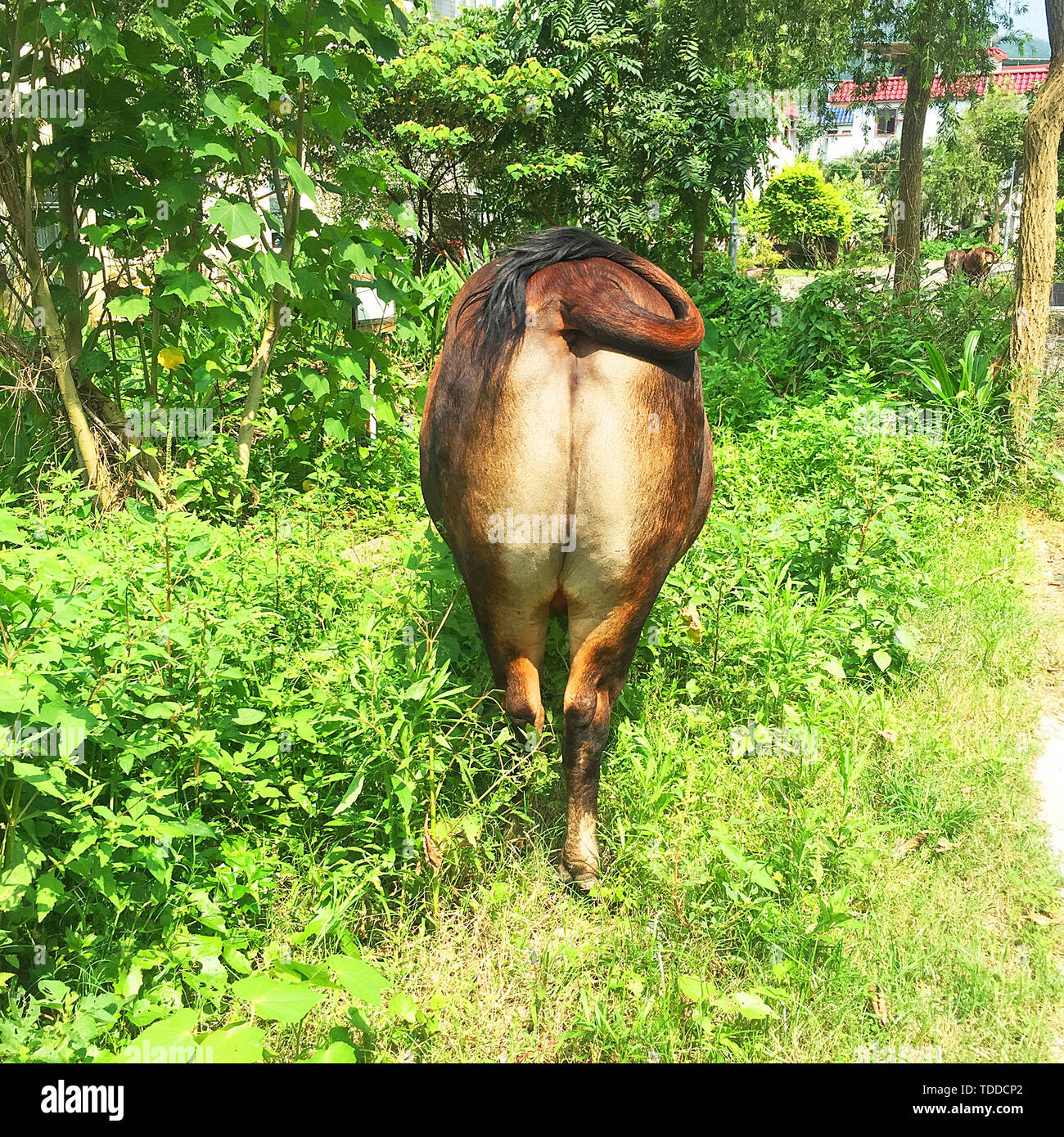 The back of the cow Stock Photo - Alamy