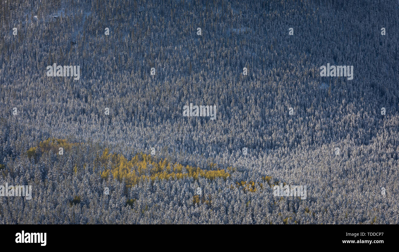 Forest in Winter, Yellow Trees, Canmore, Alberta, Canada Stock Photo ...