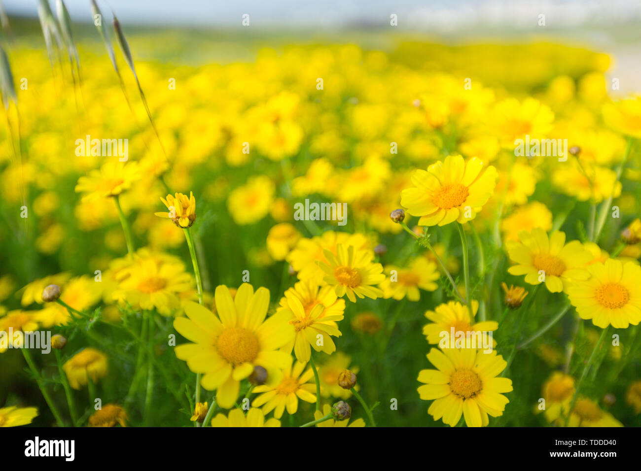 Spring background with beautiful yellow flowers Stock Photo - Alamy