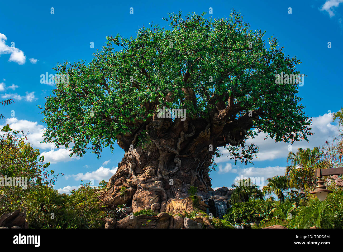 Orlando, Florida. May 03, 2019 .Beautiful view of Tree of Life at ...