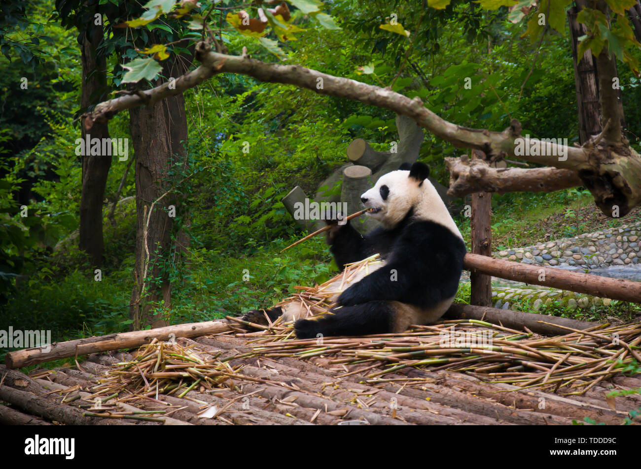 Sunlight environment in the tropics summer landscape root mammals hi ...