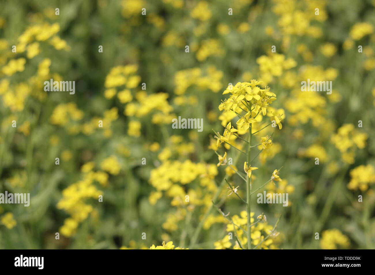 Rapeseed grains hi-res stock photography and images - Alamy