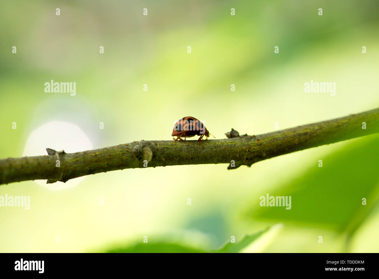 Insects transparent wings and veins backlight microscopic pests hi-res ...