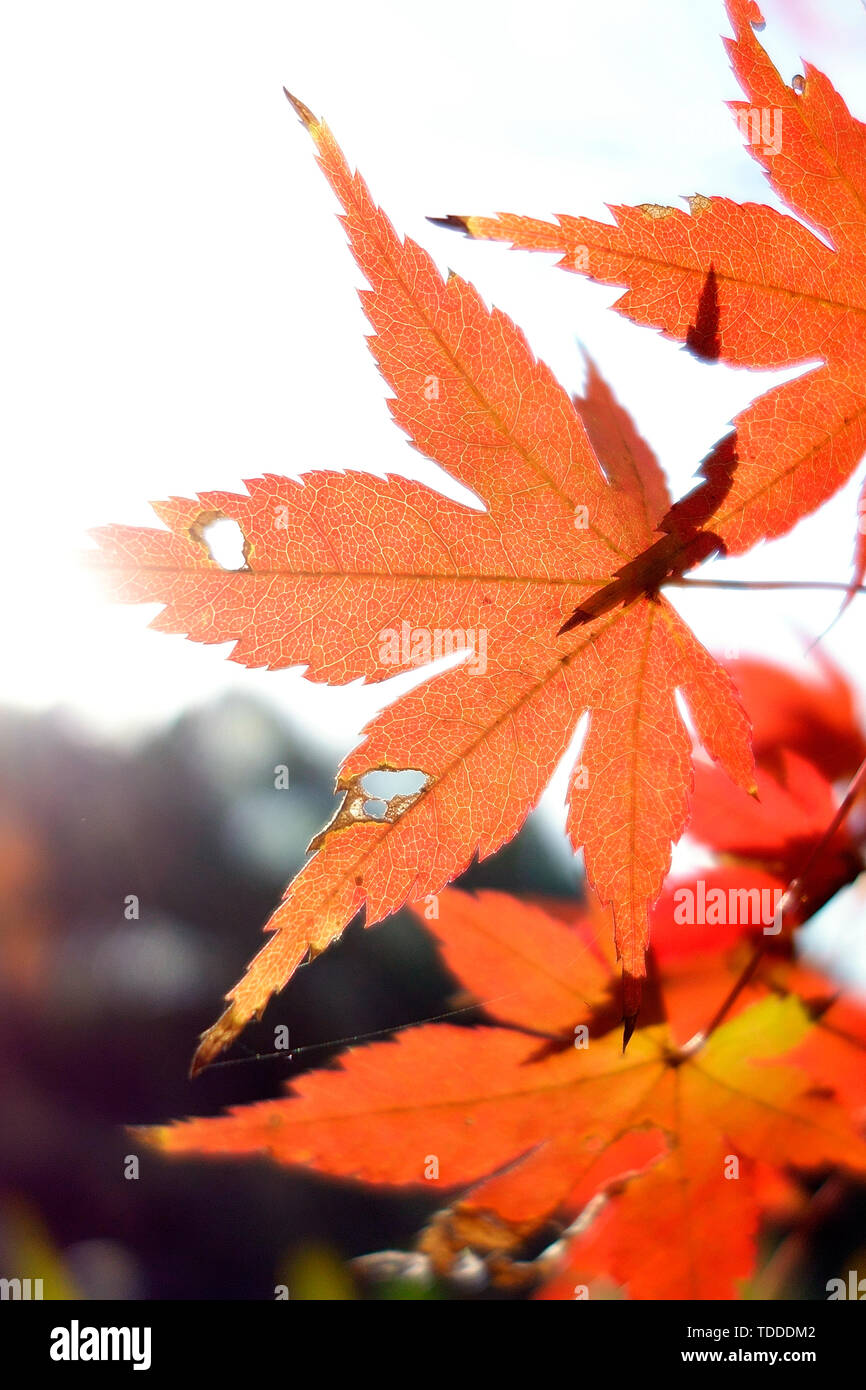 Chicken claw maple hi-res stock photography and images - Alamy