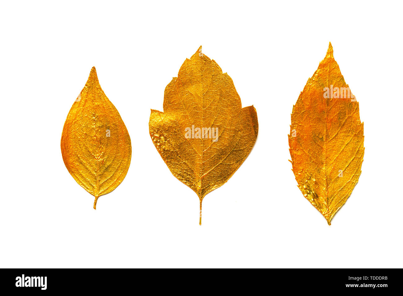 golden leaf design elements Stock Photo - Alamy